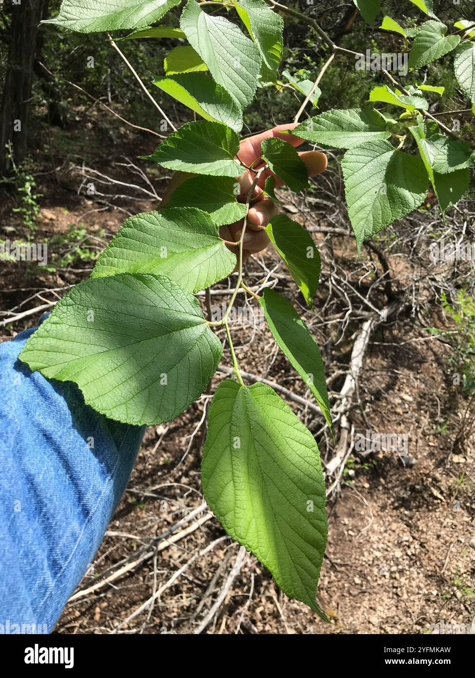 red mulberry (Morus rubra Stock Photo - Alamy