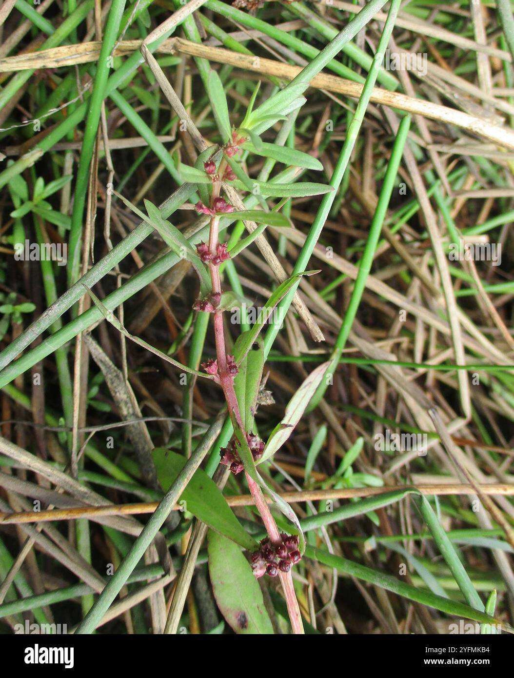 Ammannia baccifera hi-res stock photography and images - Alamy