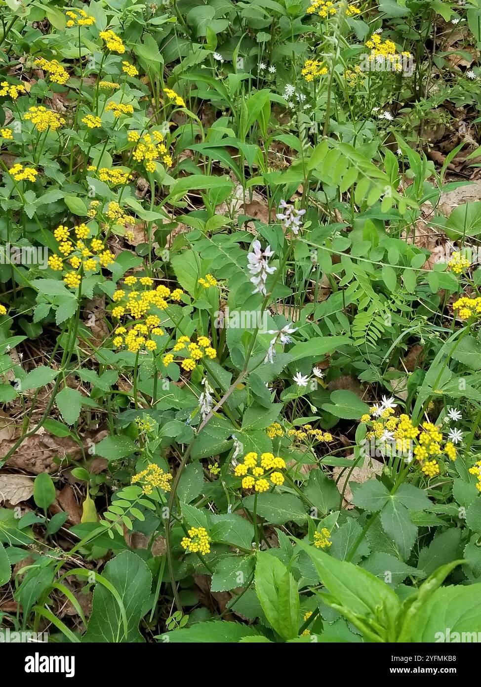 heart-leaf golden Alexanders (Zizia aptera Stock Photo - Alamy