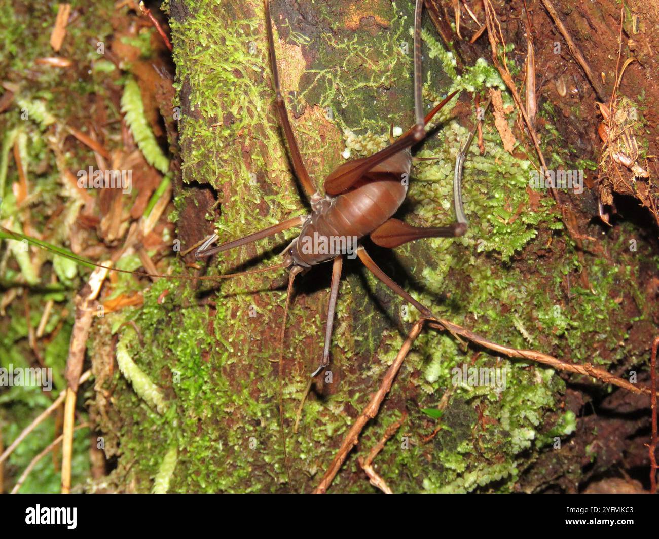 Square-legged Camel Cricket (Tropidischia xanthostoma Stock Photo - Alamy