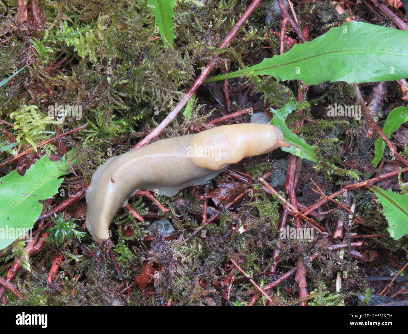 Pacific Banana Slug (Ariolimax columbianus Stock Photo - Alamy