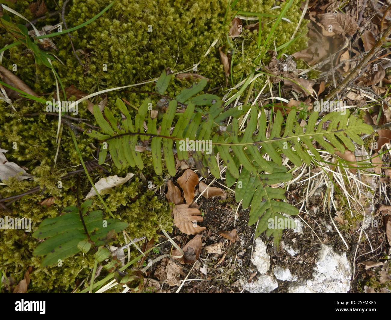 common polypody (Polypodium vulgare Stock Photo - Alamy
