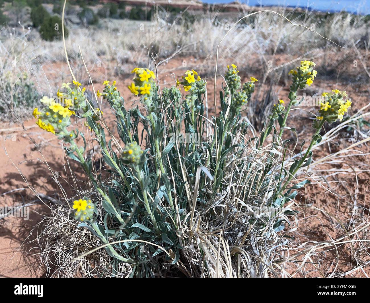 Brenda's Yellow Cryptantha (Oreocarya flava Stock Photo - Alamy