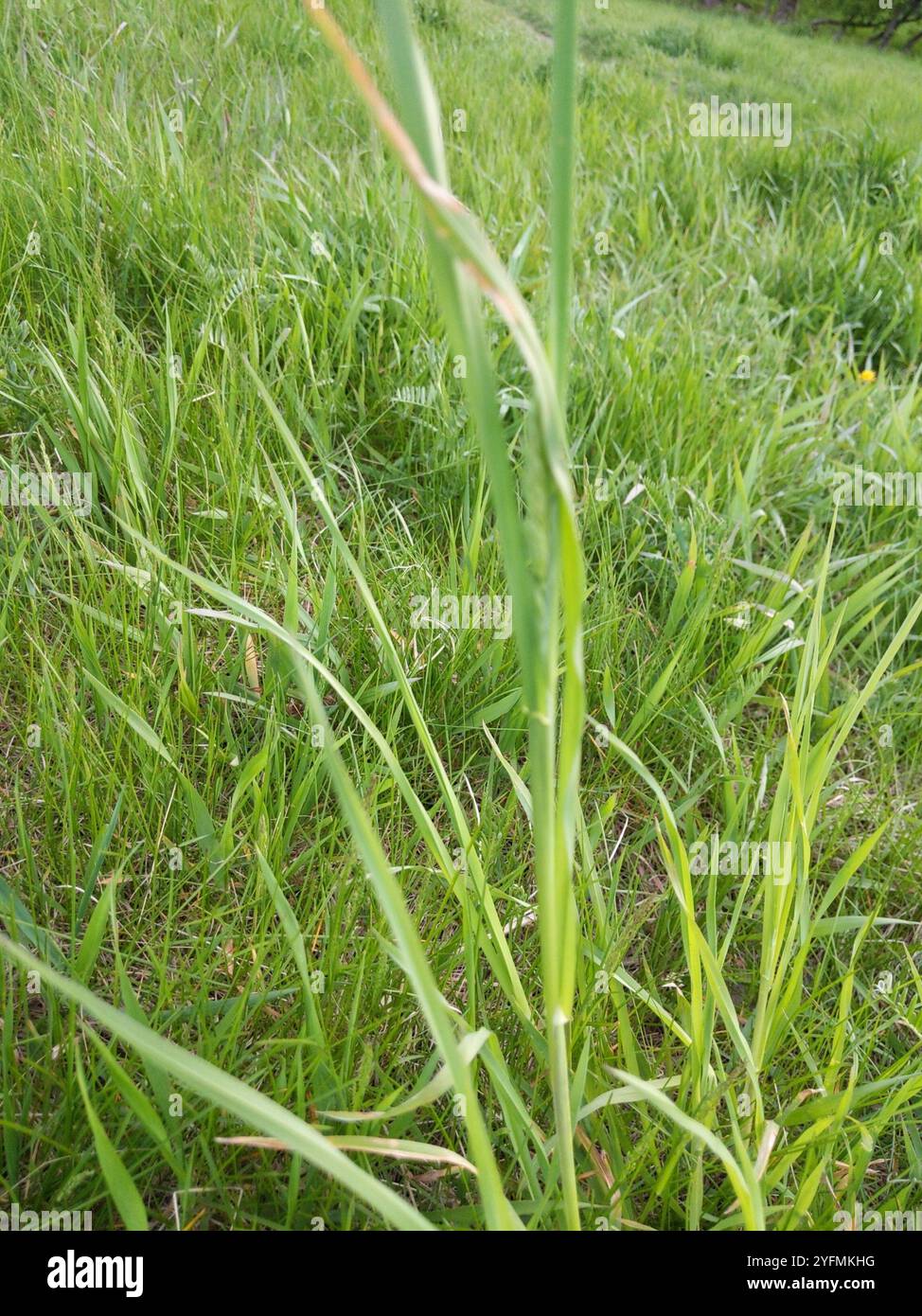 tall fescue (Lolium arundinaceum Stock Photo - Alamy
