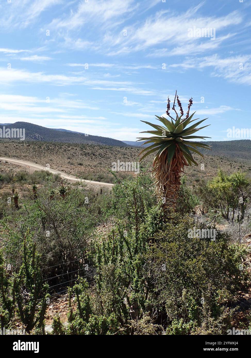 Cape Aloe (Aloe ferox Stock Photo - Alamy