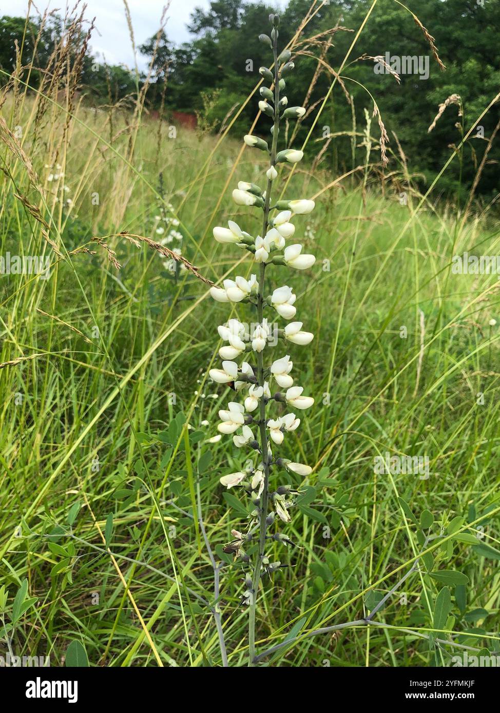 thin-pod white wild indigo (Baptisia alba macrophylla Stock Photo - Alamy
