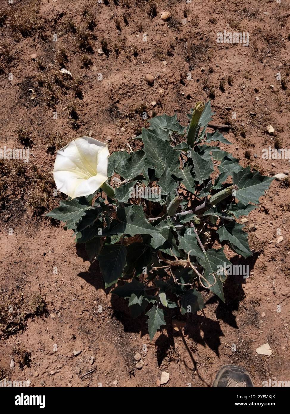 Sacred Datura (Datura wrightii Stock Photo - Alamy