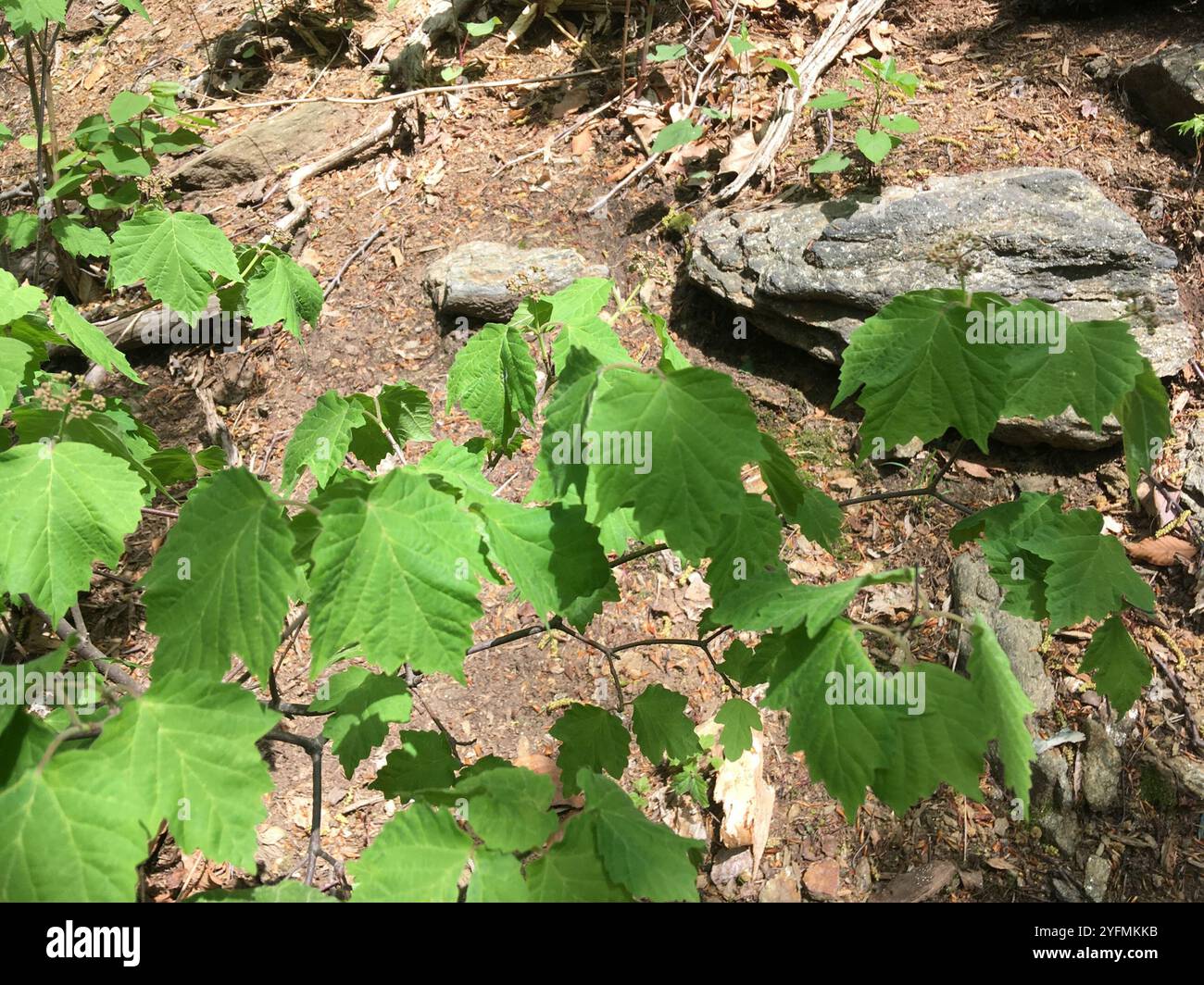 mapleleaf viburnum (Viburnum acerifolium Stock Photo - Alamy