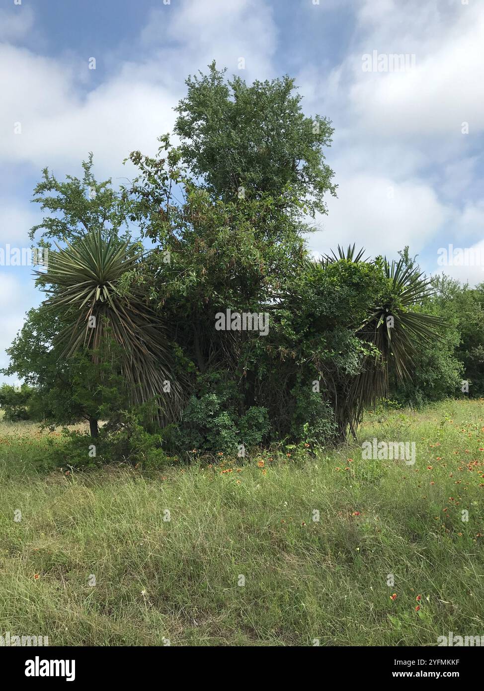 Spanish dagger (Yucca treculiana Stock Photo - Alamy