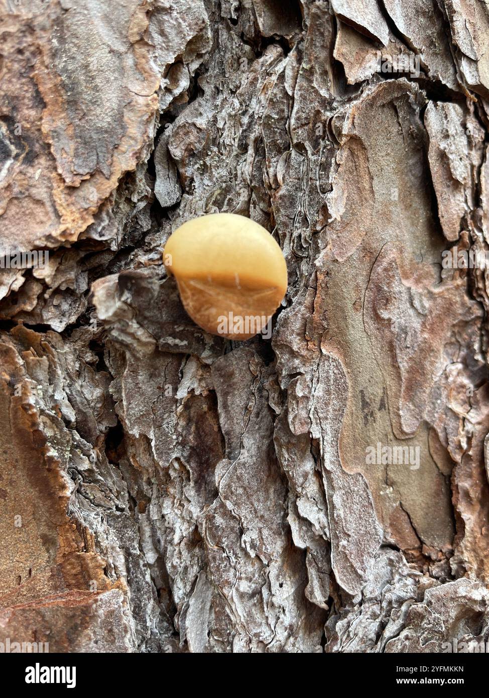 Cryptoporus hi-res stock photography and images - Alamy