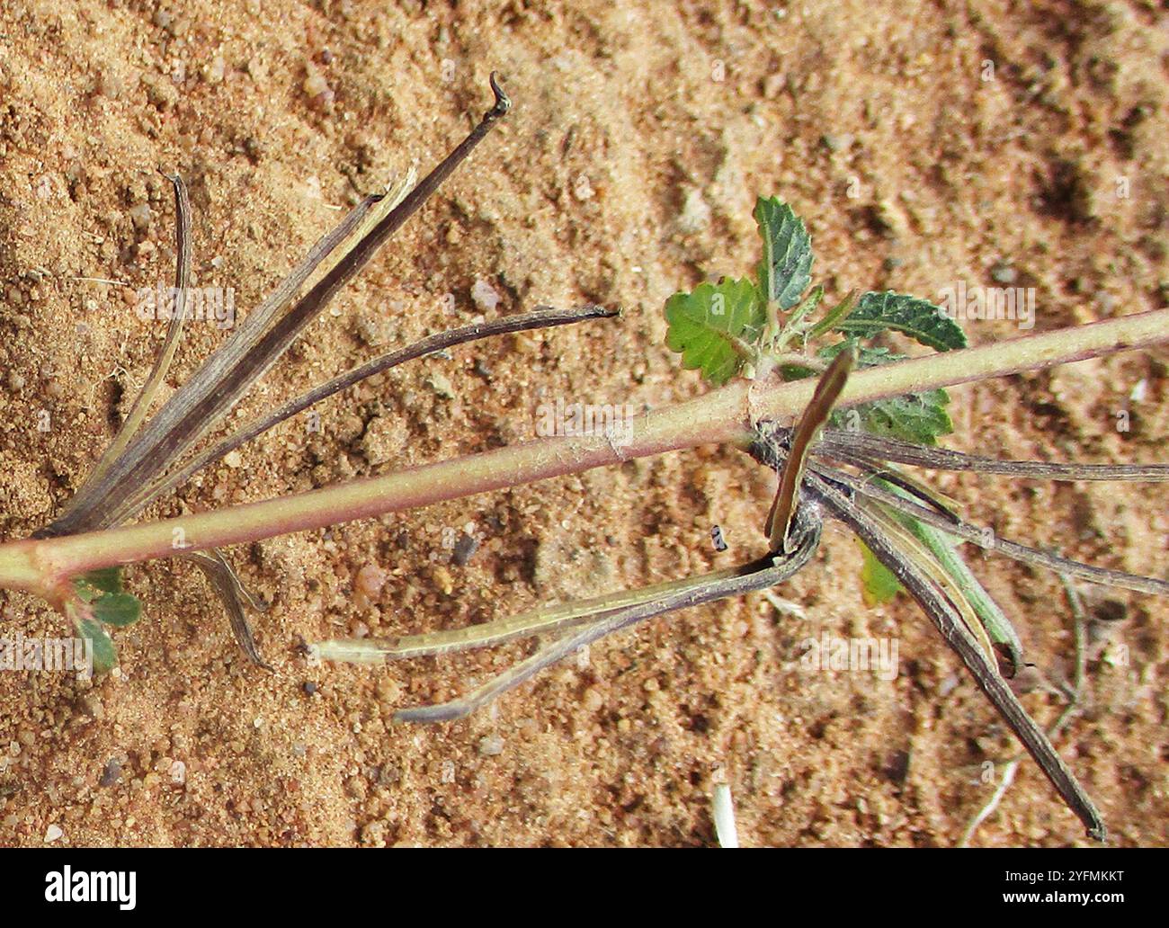 Wild Jute (Corchorus tridens Stock Photo - Alamy