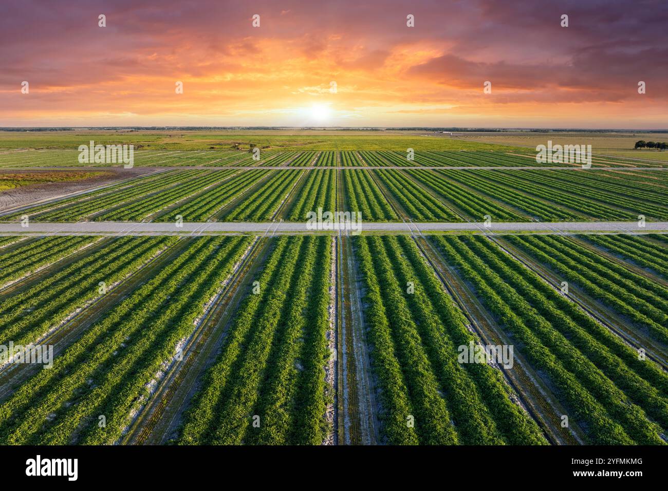 Aerial view of green farm fields in summer season with growing crops ...