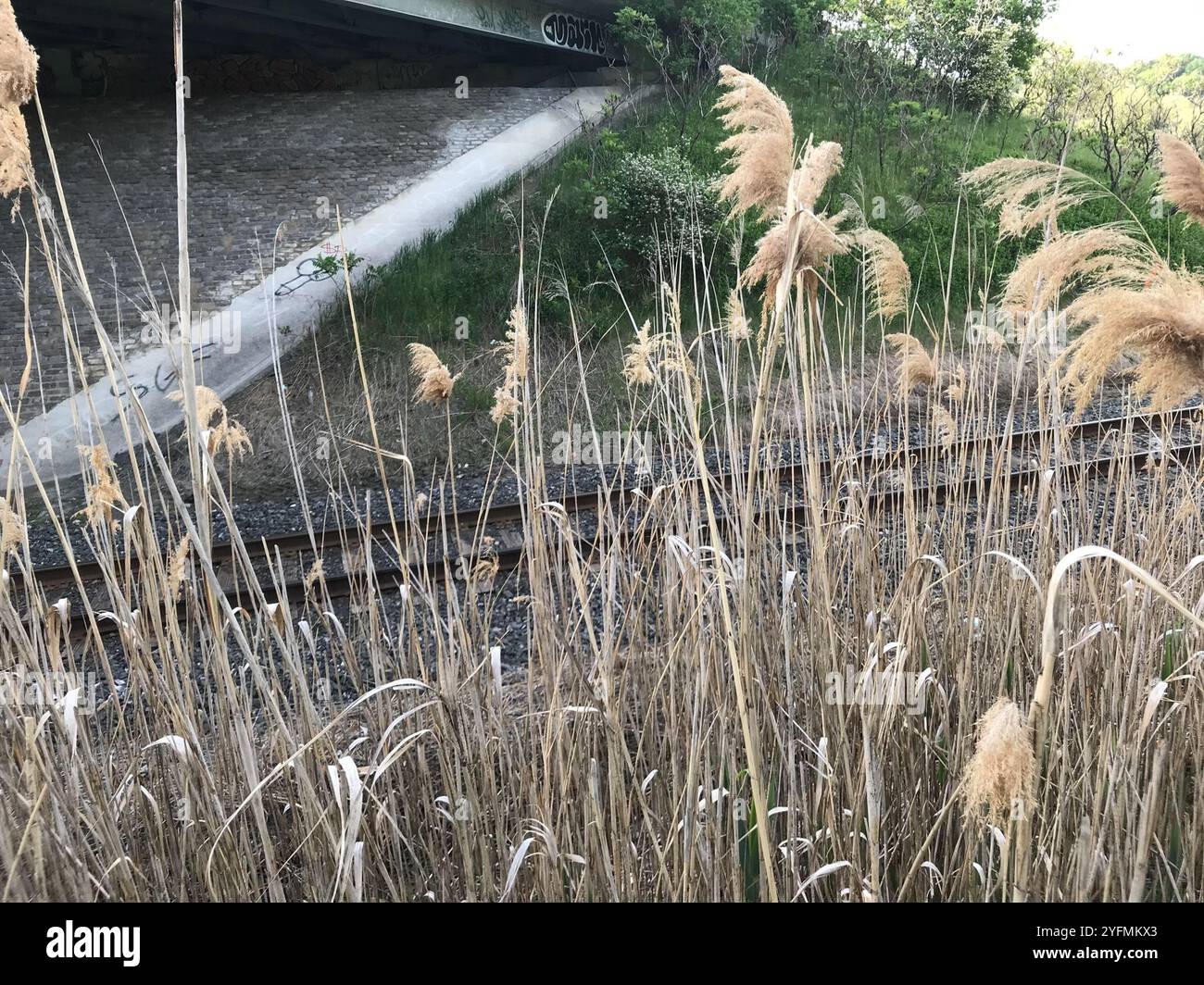 European reed (Phragmites australis australis Stock Photo - Alamy