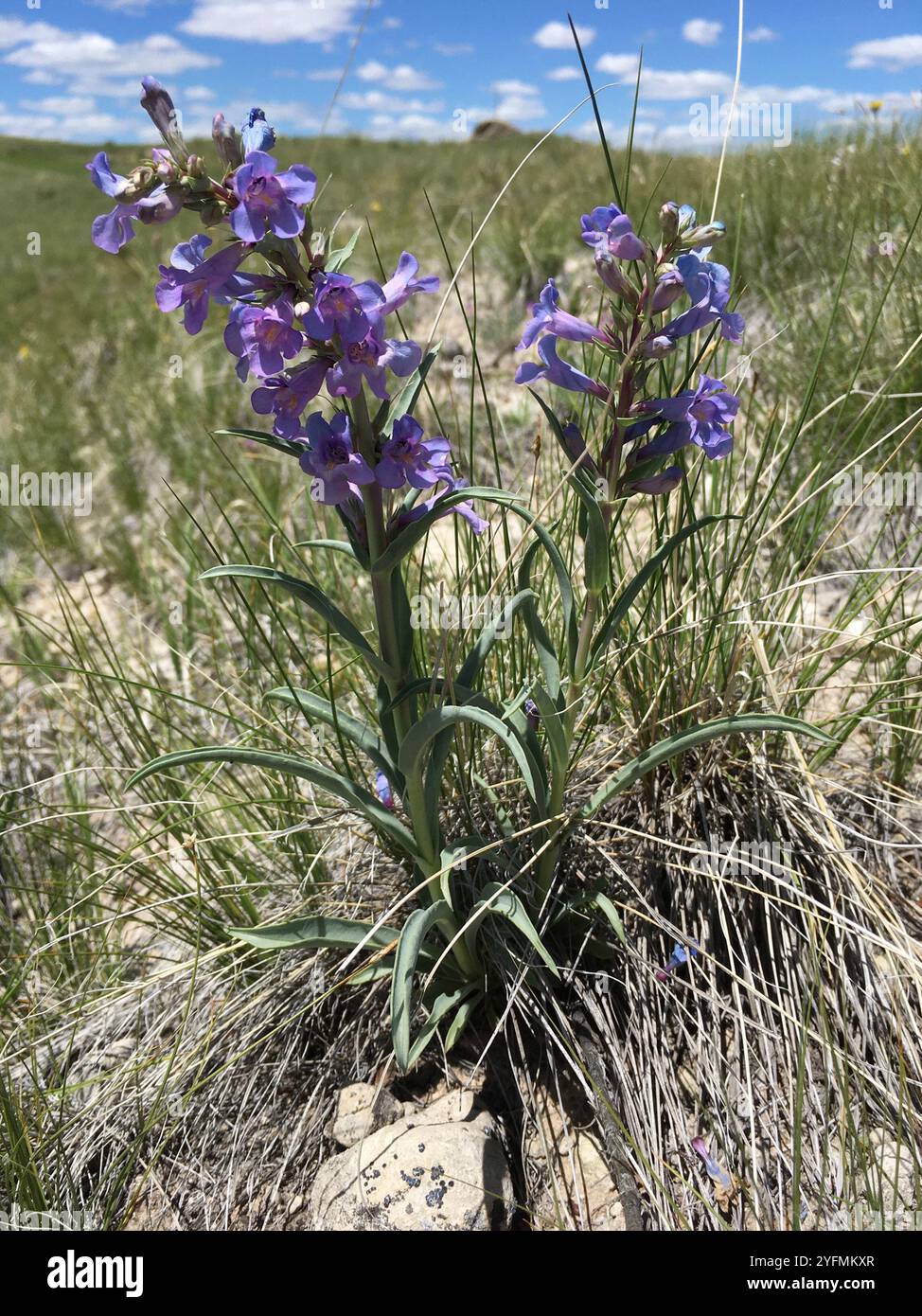 Broadbeard Beardtongue (Penstemon angustifolius Stock Photo - Alamy