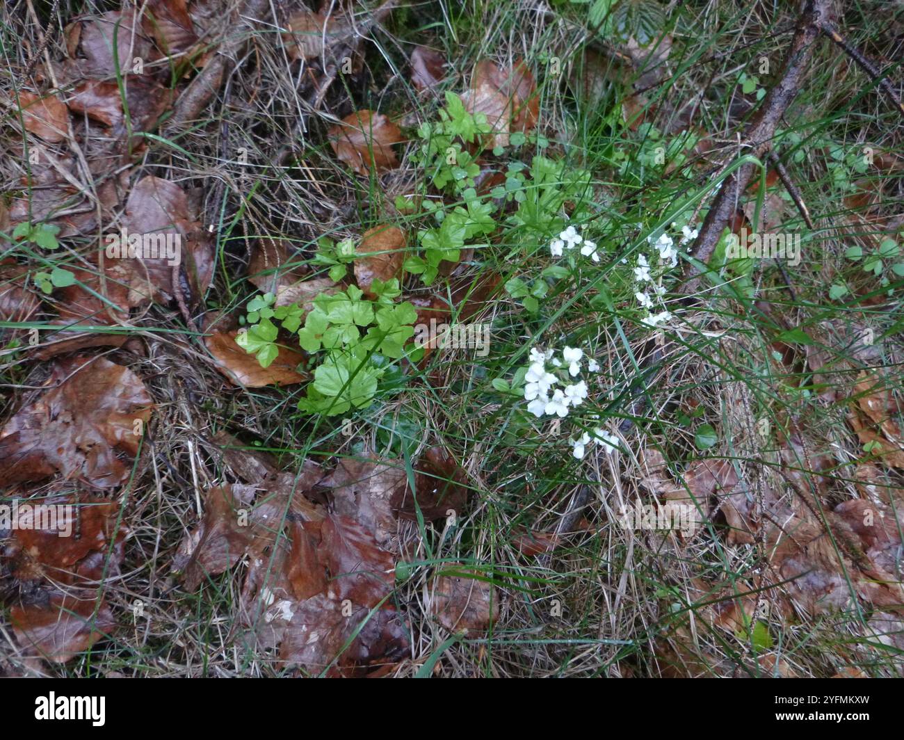 Trefoil Cress (Cardamine trifolia Stock Photo - Alamy