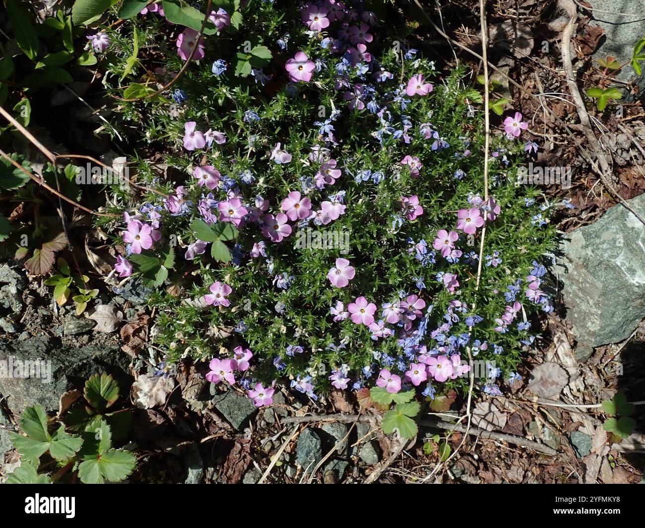 spreading phlox (Phlox diffusa Stock Photo - Alamy