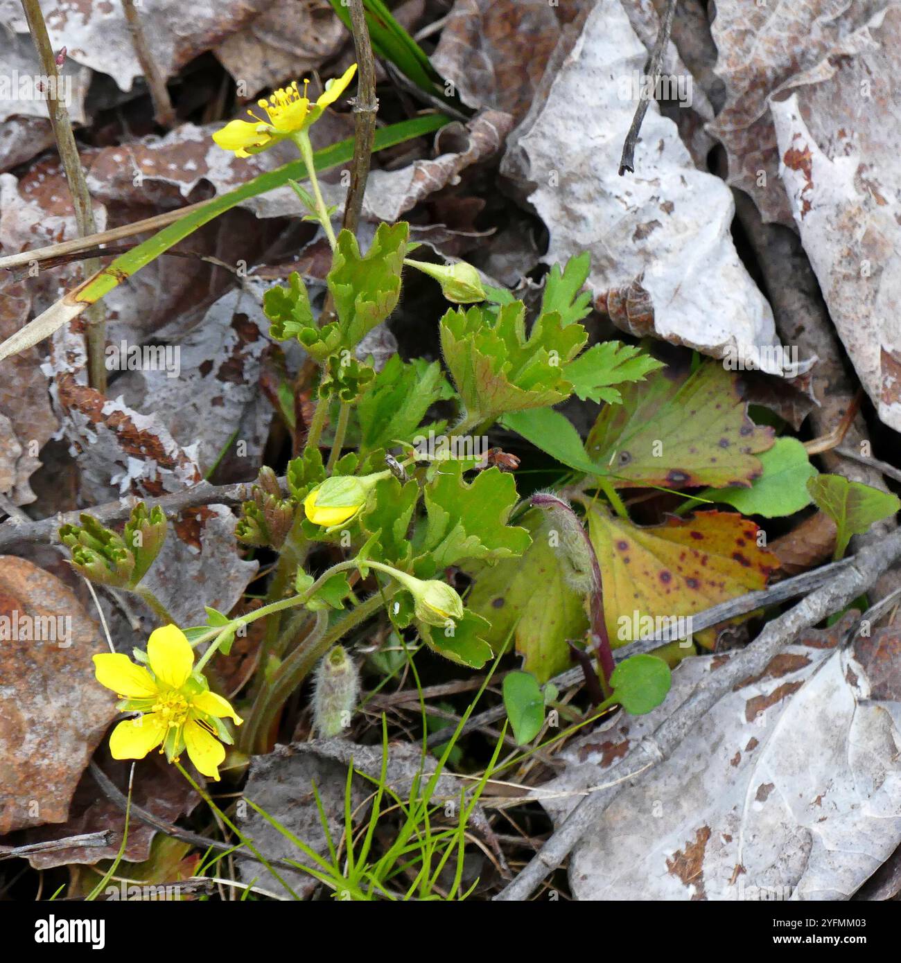 Appalachian barren-strawberry (Waldsteinia fragarioides Stock Photo - Alamy