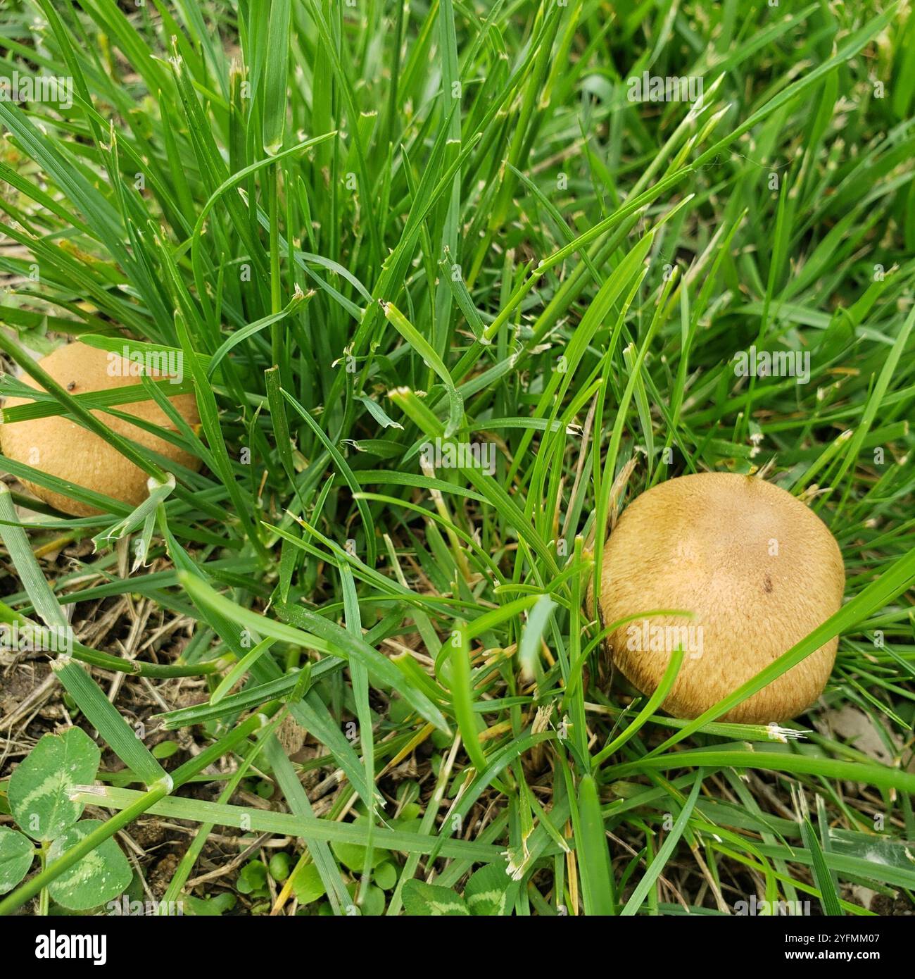 Common Fieldcap (Agrocybe pediades Stock Photo - Alamy