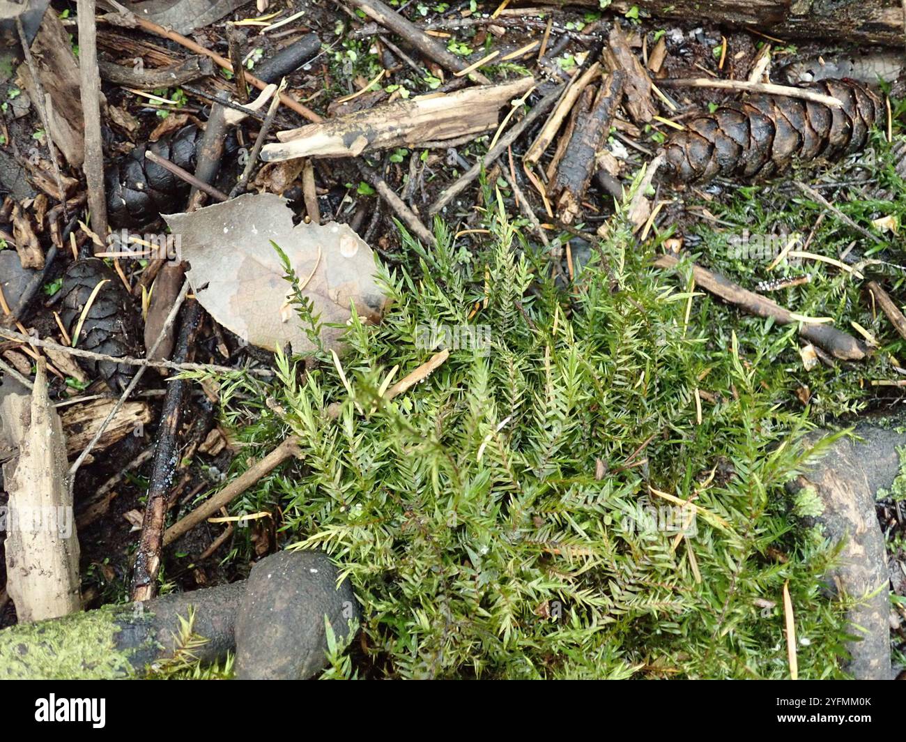 New Mexican fontinalis moss (Fontinalis neomexicana Stock Photo - Alamy