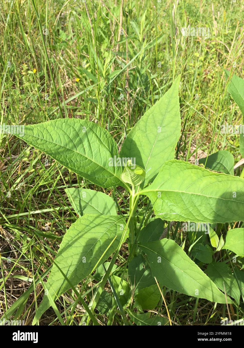 Yellow Crownbeard (Verbesina occidentalis Stock Photo - Alamy