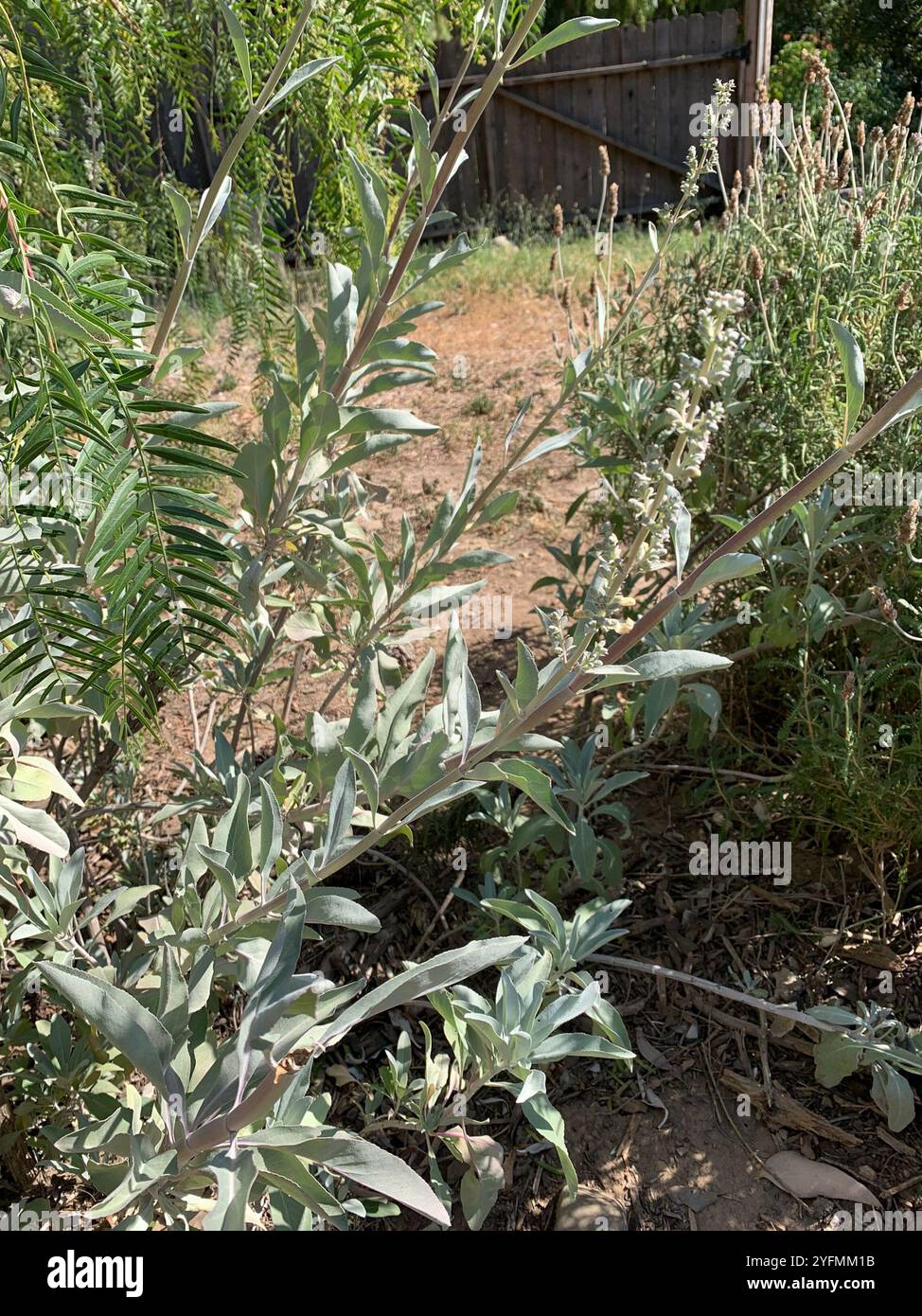 white sage (Salvia apiana Stock Photo - Alamy