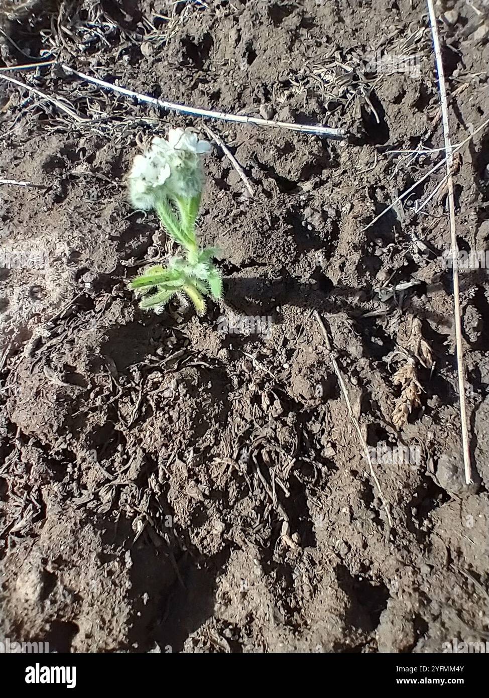 Clearwater cryptantha (Cryptantha intermedia Stock Photo - Alamy