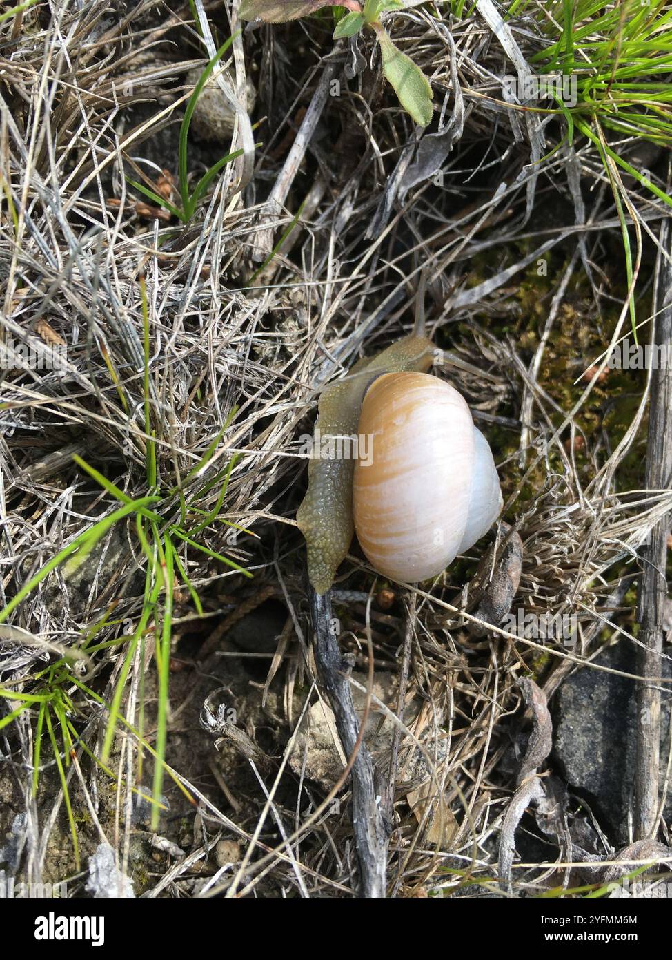 Brown-lipped Snail (Cepaea nemoralis Stock Photo - Alamy