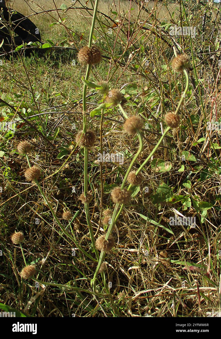 lion's ears (Leonotis Stock Photo - Alamy