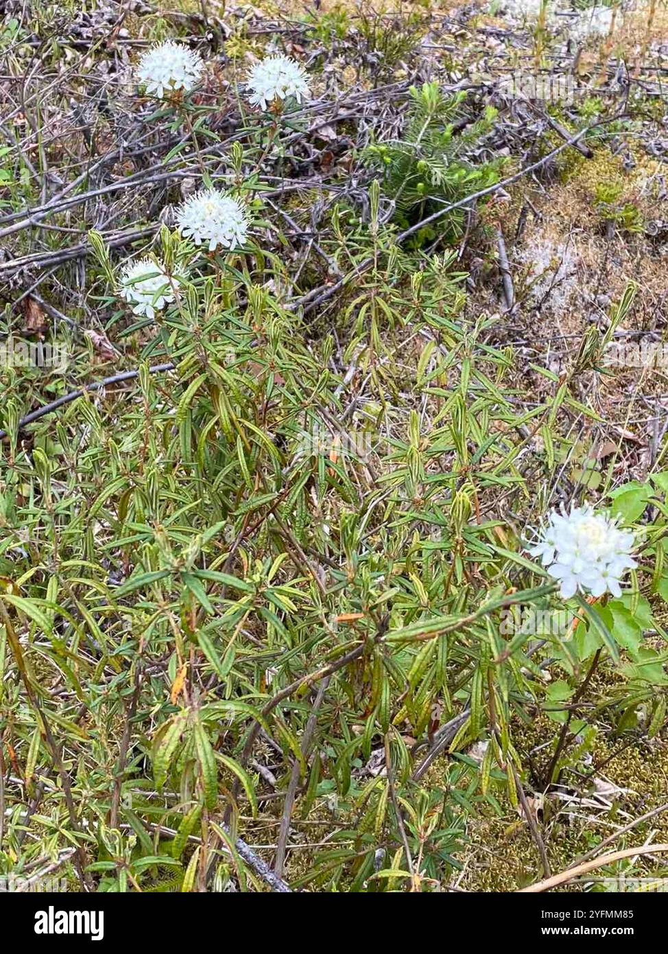 marsh Labrador tea (Rhododendron tomentosum Stock Photo - Alamy