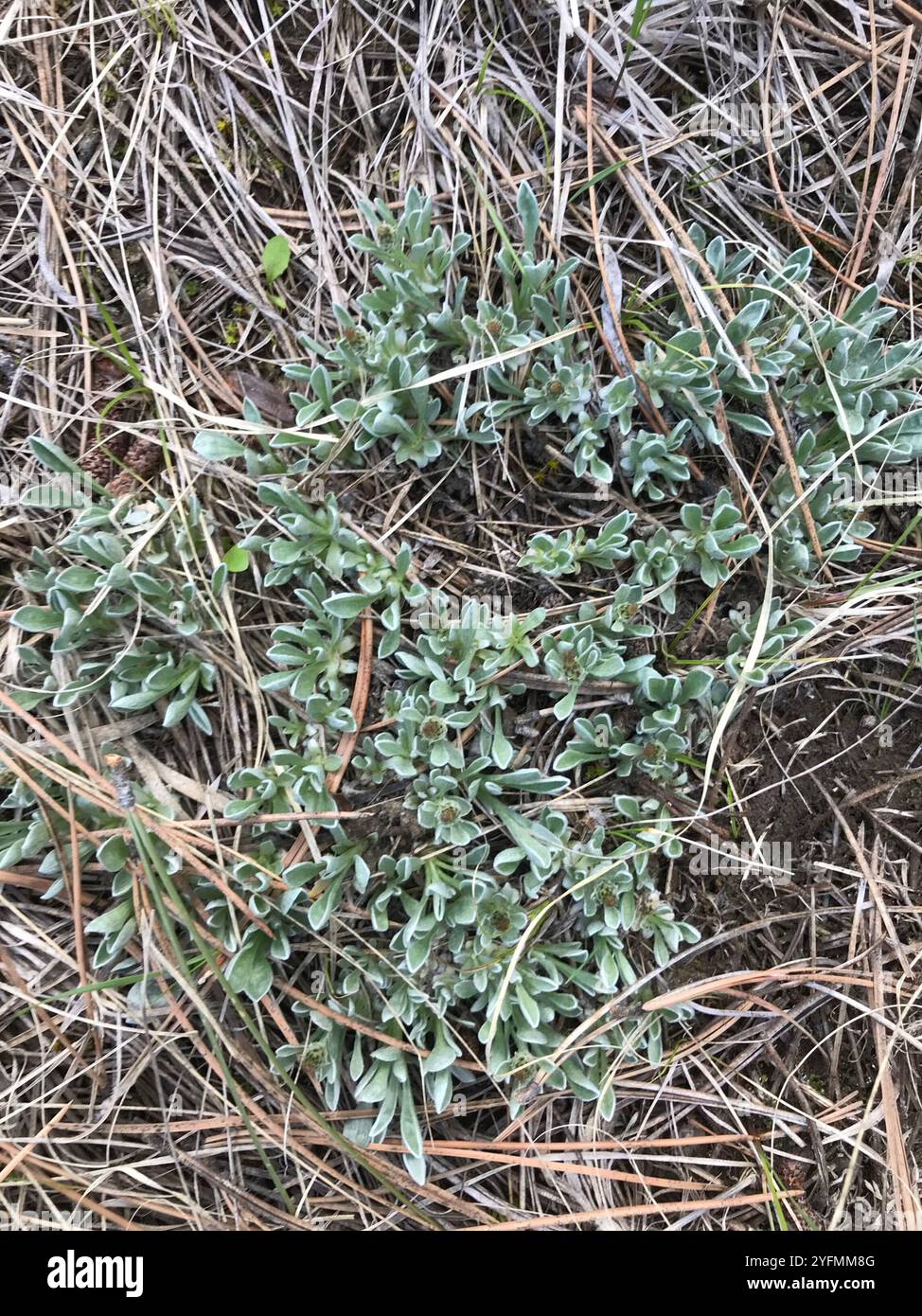 Low Pussytoes (Antennaria dimorpha Stock Photo - Alamy