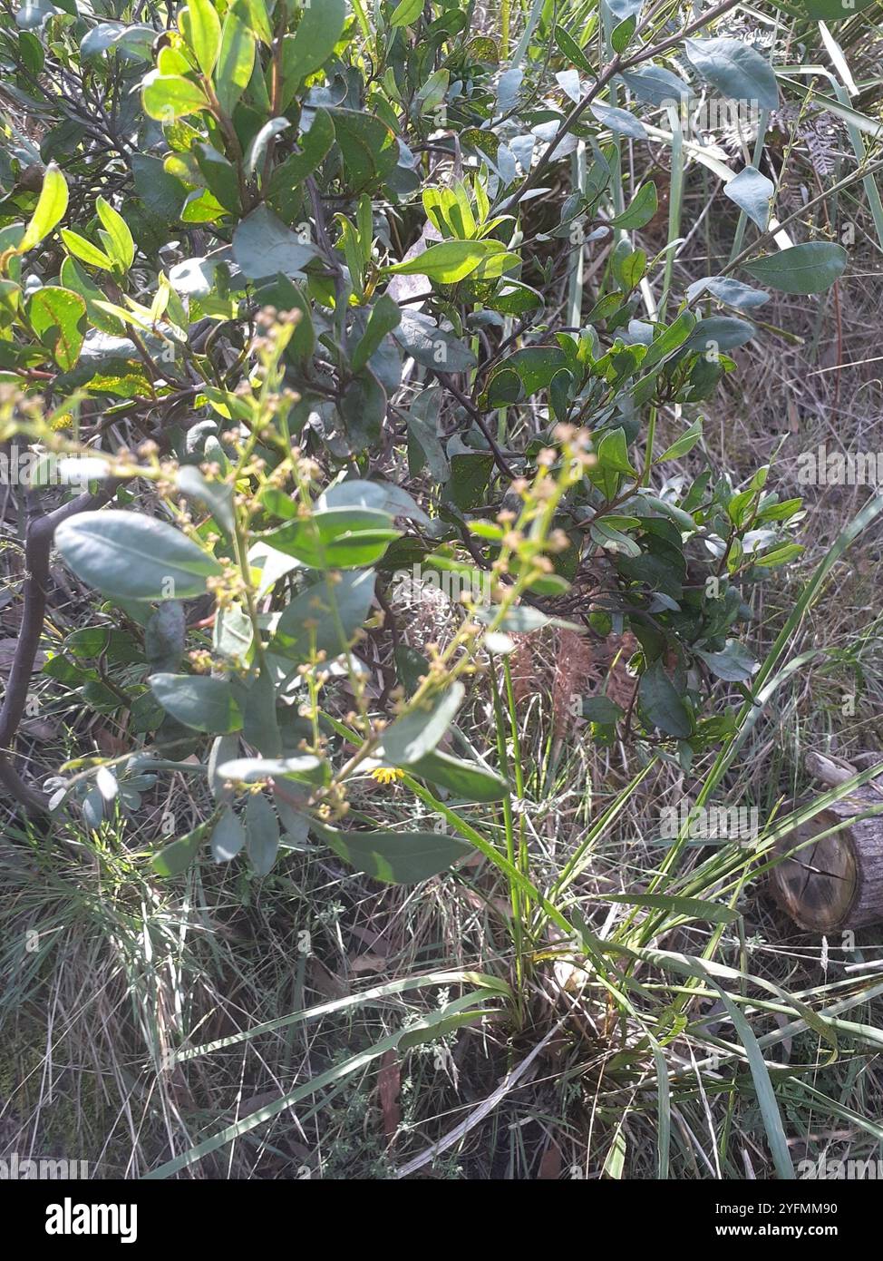 Myrtle Wattle (Acacia myrtifolia Stock Photo - Alamy