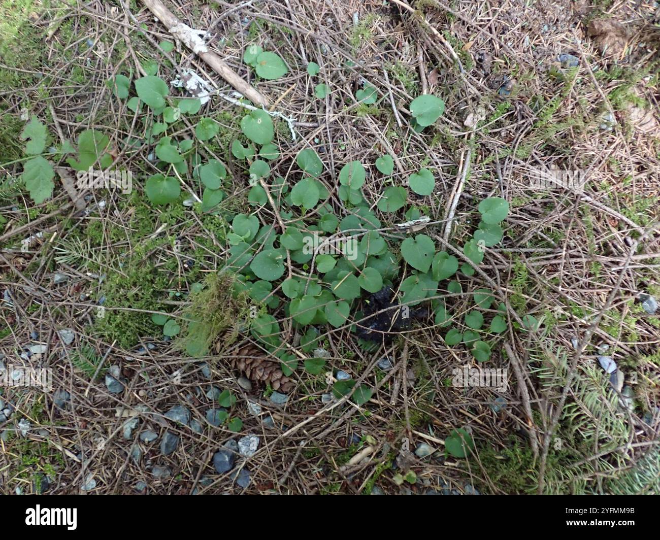 Redwood Violet (Viola sempervirens Stock Photo - Alamy