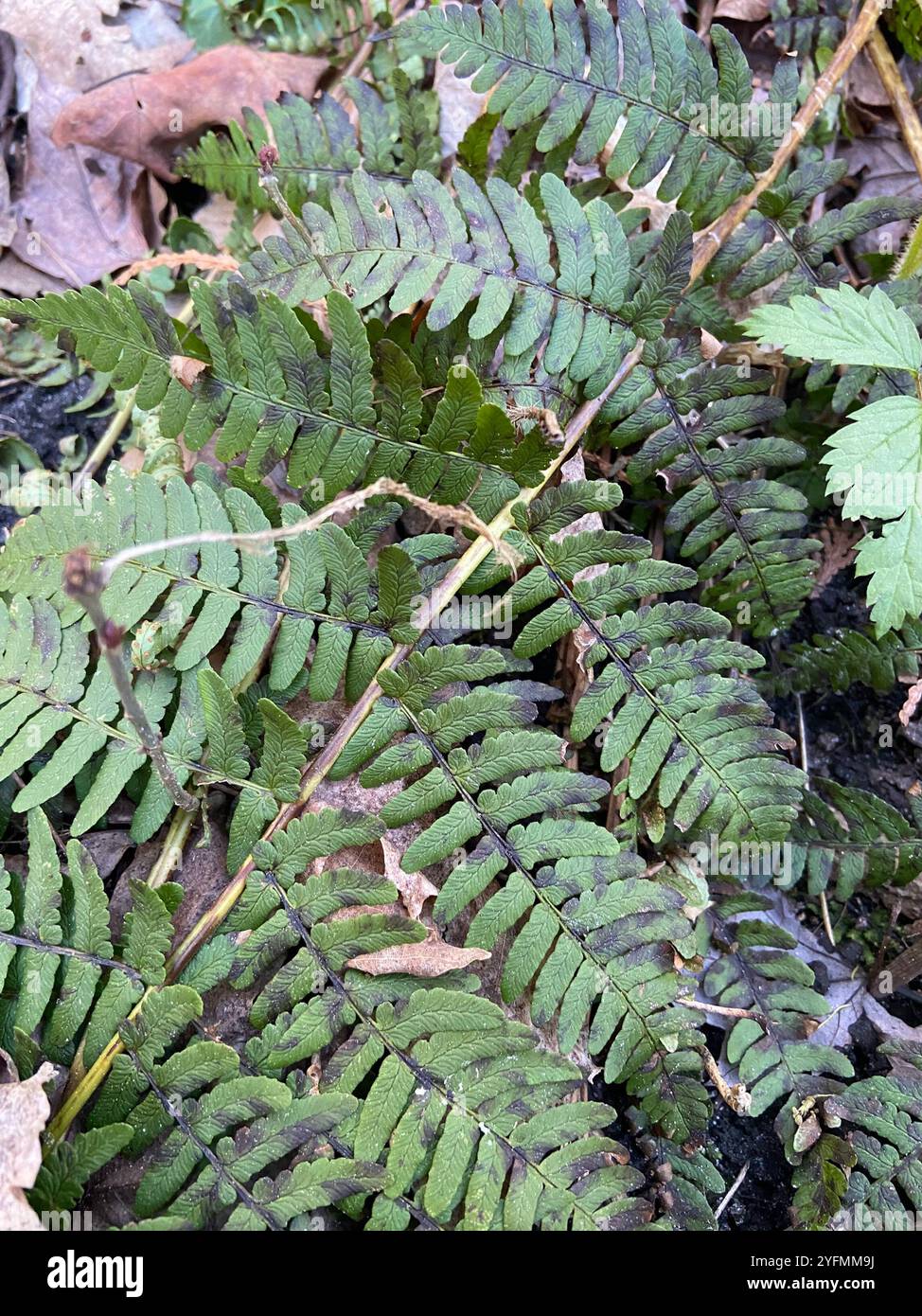 marginal wood fern (Dryopteris marginalis Stock Photo - Alamy