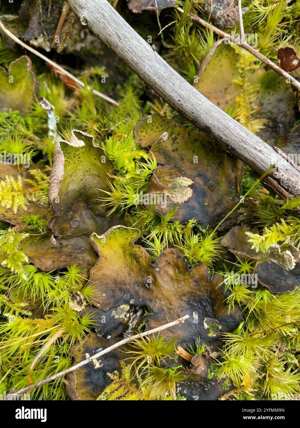 freckled pelt lichen (Peltigera aphthosa Stock Photo - Alamy
