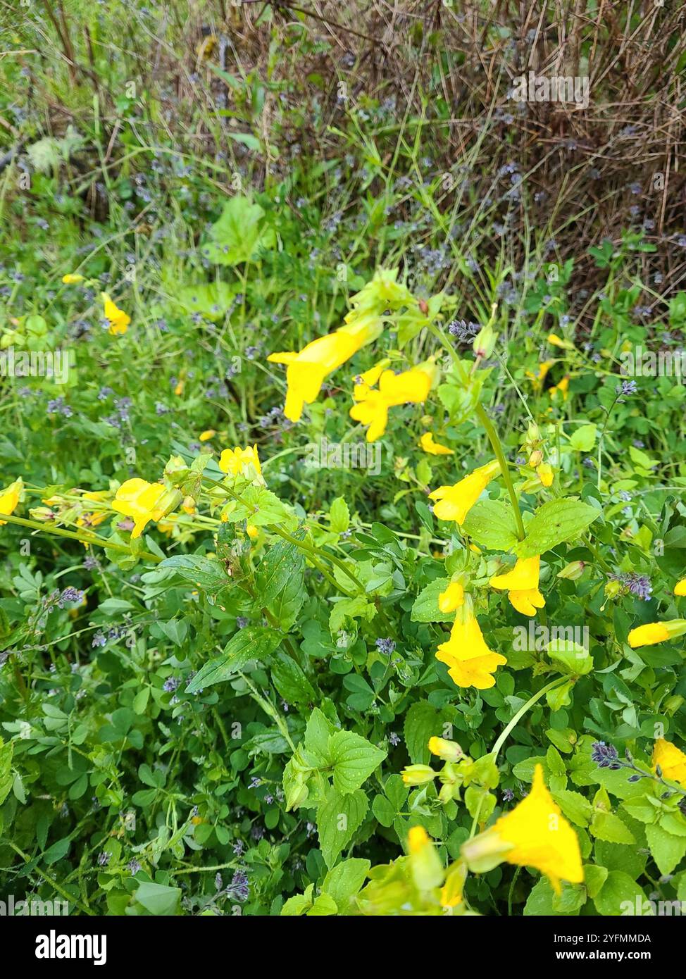 Sharp-leaved Monkey-flower (Erythranthe decora Stock Photo - Alamy