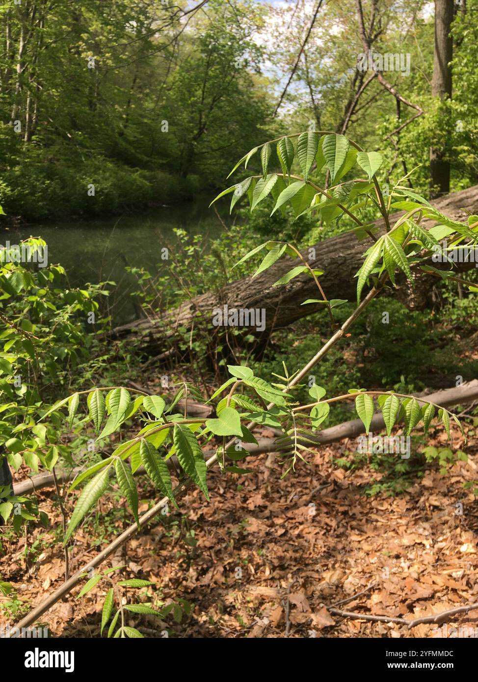 Amur corktree hi-res stock photography and images - Alamy