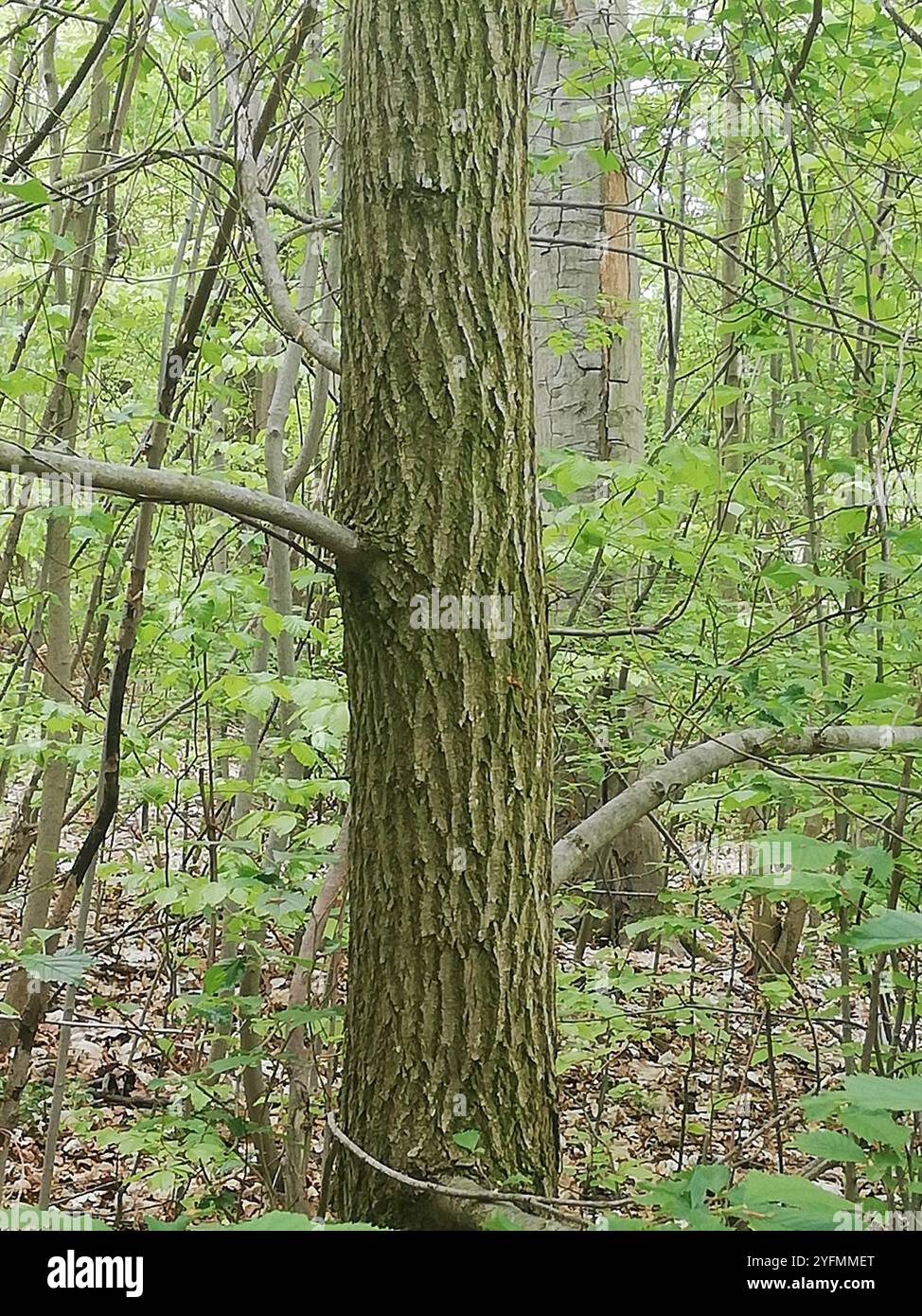 Wych Elm (Ulmus glabra Stock Photo - Alamy