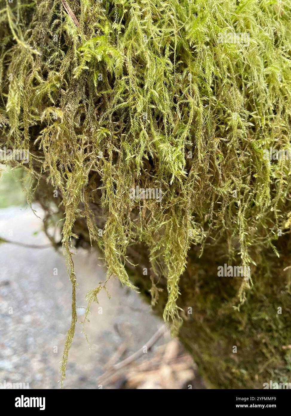 Cat's Tail Moss (Pseudisothecium stoloniferum Stock Photo - Alamy