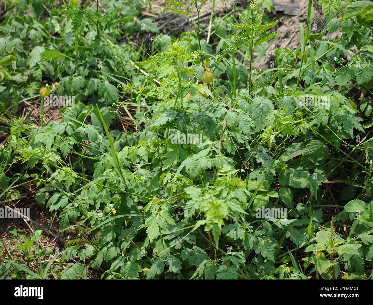 Lesser balloon vine hi-res stock photography and images - Alamy