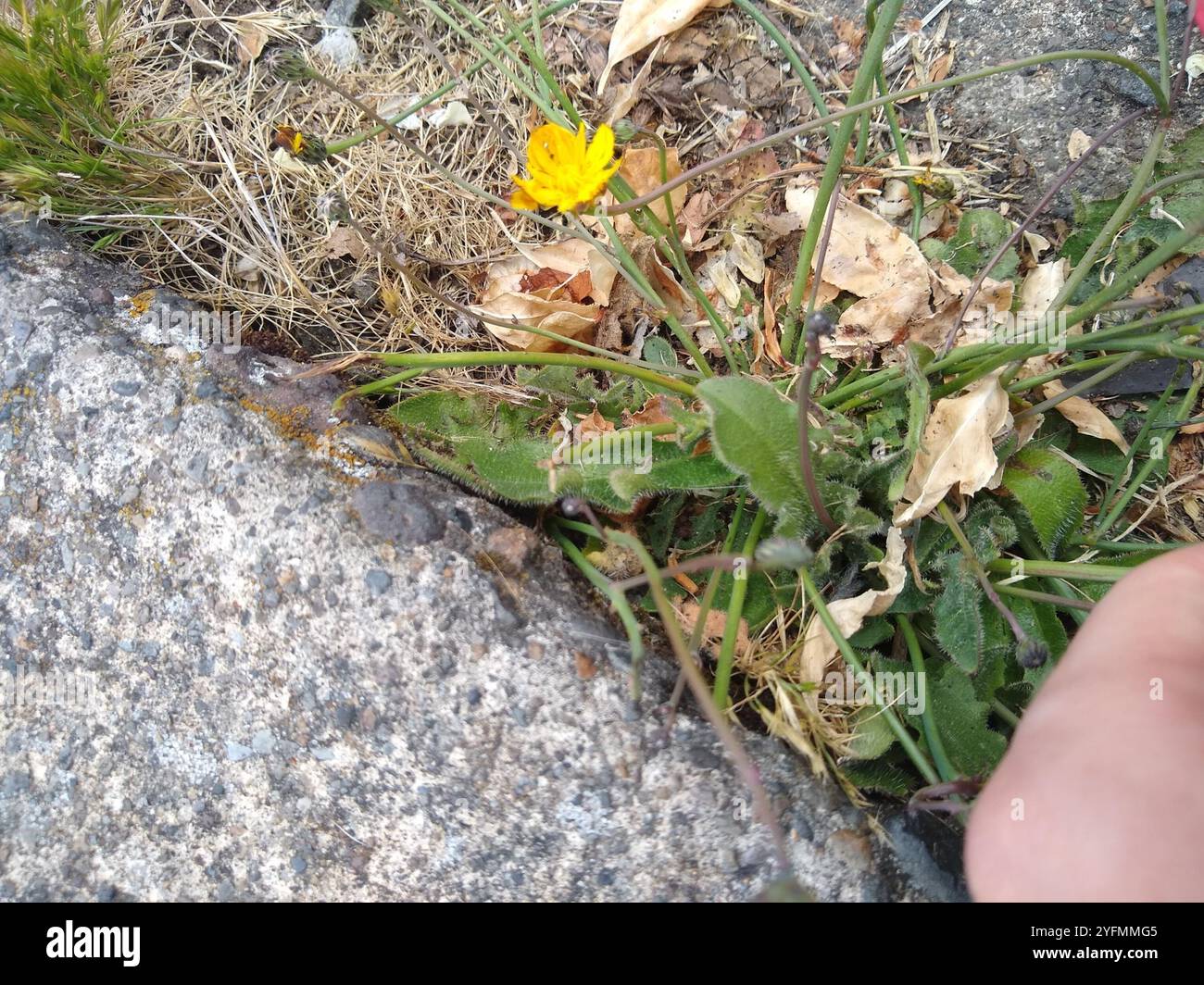 Common Cat's-ear (Hypochaeris radicata Stock Photo - Alamy