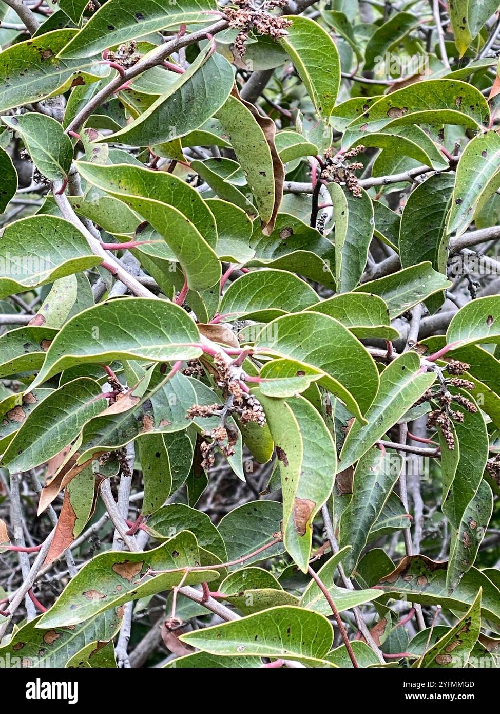 Sugar bush rhus ovata hi-res stock photography and images - Alamy