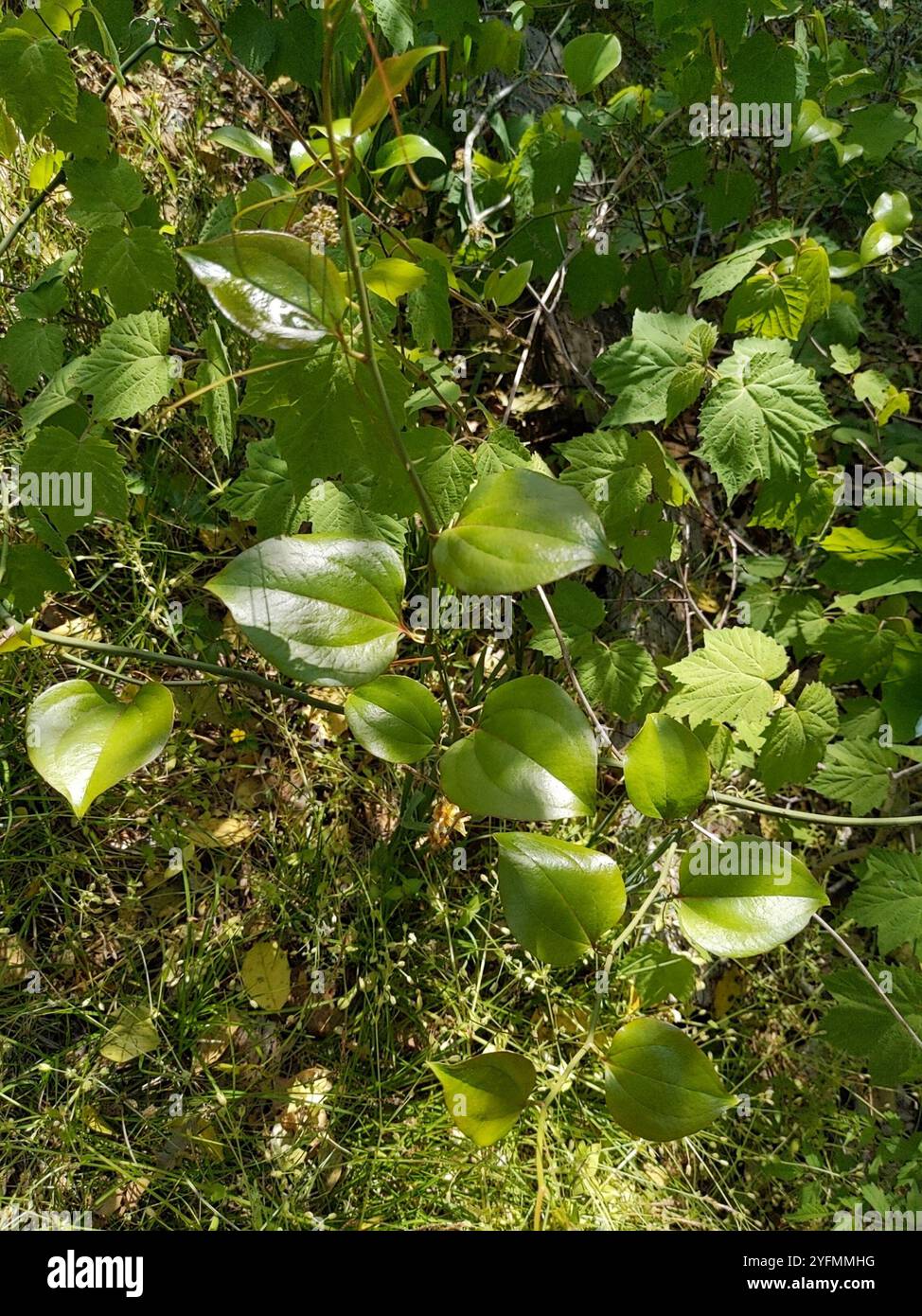 roundleaf greenbrier (Smilax rotundifolia Stock Photo - Alamy