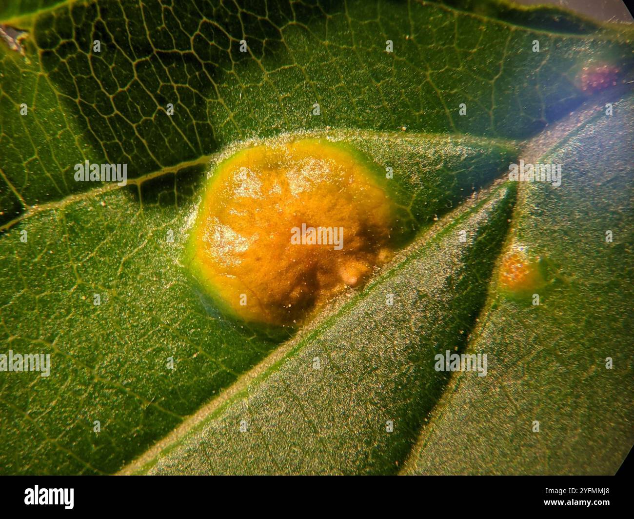 Crown Rust (Puccinia coronata Stock Photo - Alamy