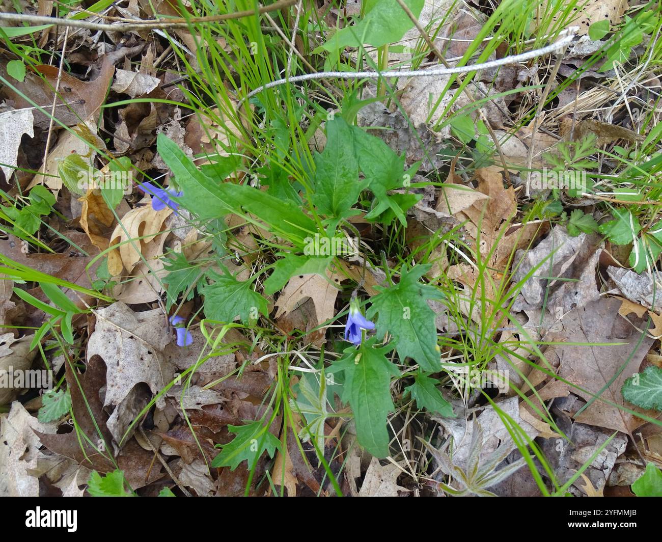 three-lobed violet (Viola palmata Stock Photo - Alamy