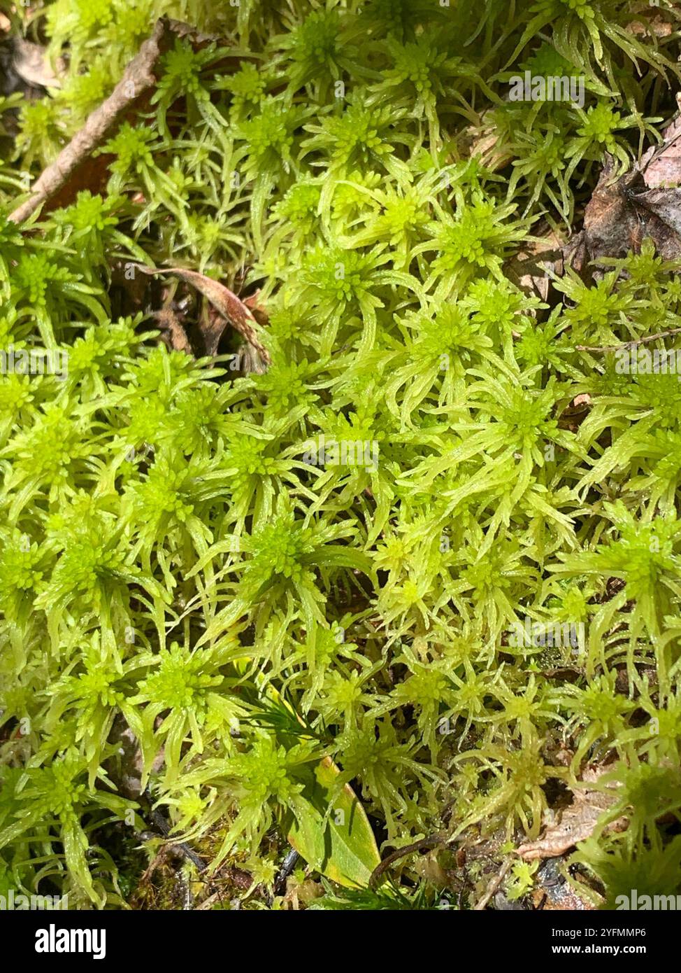 Prairie Peatmoss (Sphagnum palustre Stock Photo - Alamy