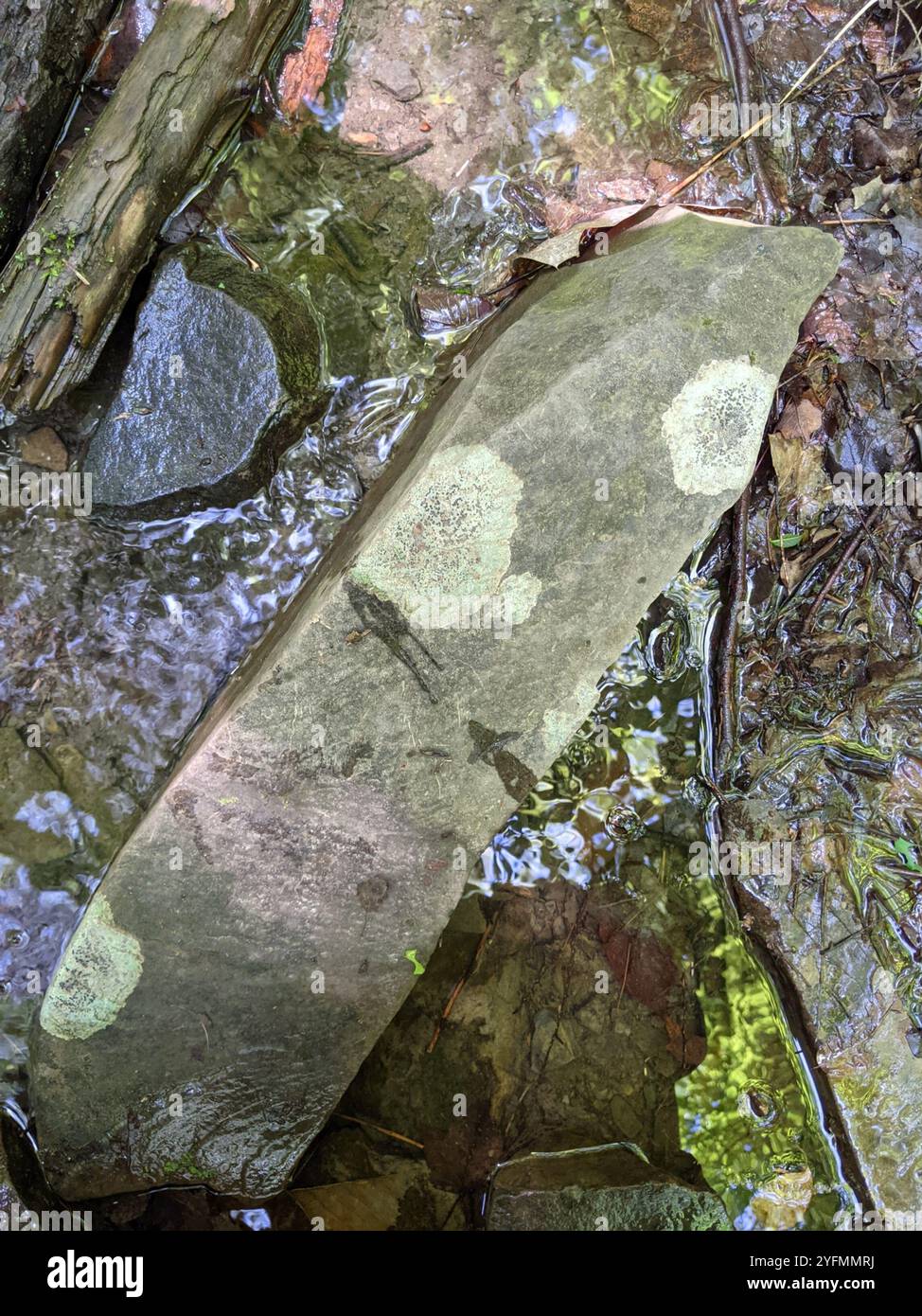 Smokey-eyed Boulder Lichen (Porpidia albocaerulescens Stock Photo - Alamy