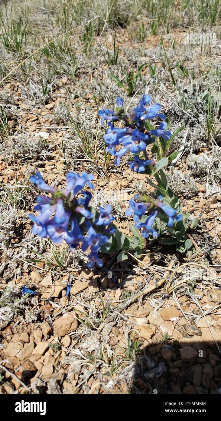 Wax-leaf Beardtongue (Penstemon nitidus Stock Photo - Alamy