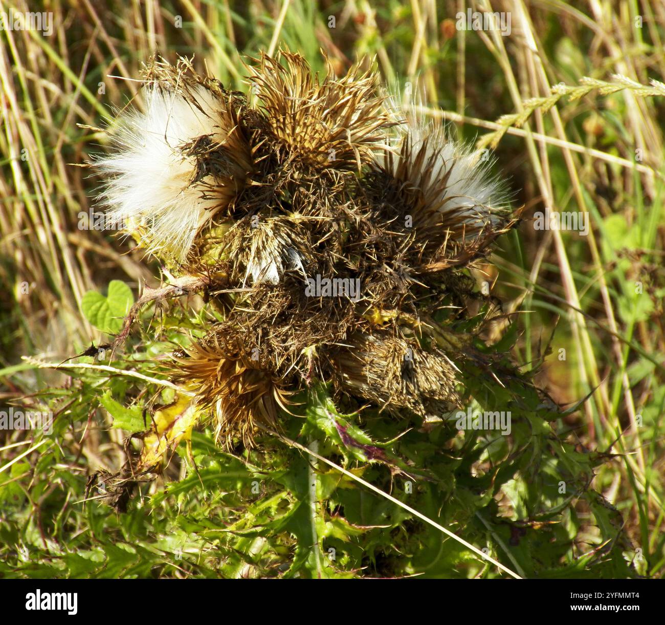 bristle thistle (Cirsium horridulum Stock Photo - Alamy