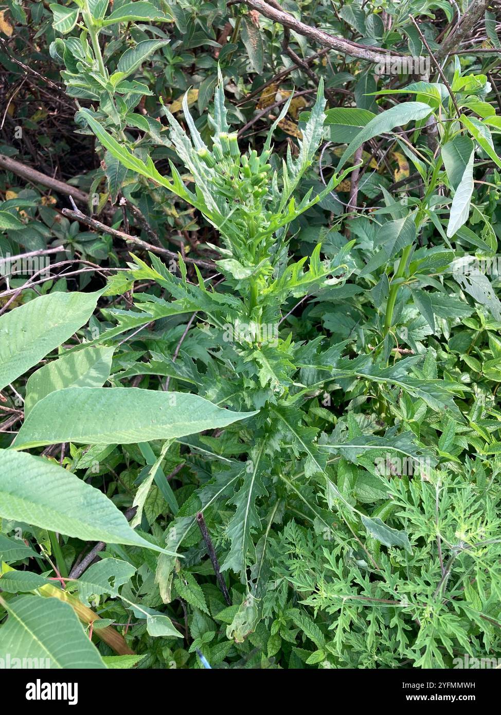 American burnweed hi-res stock photography and images - Alamy