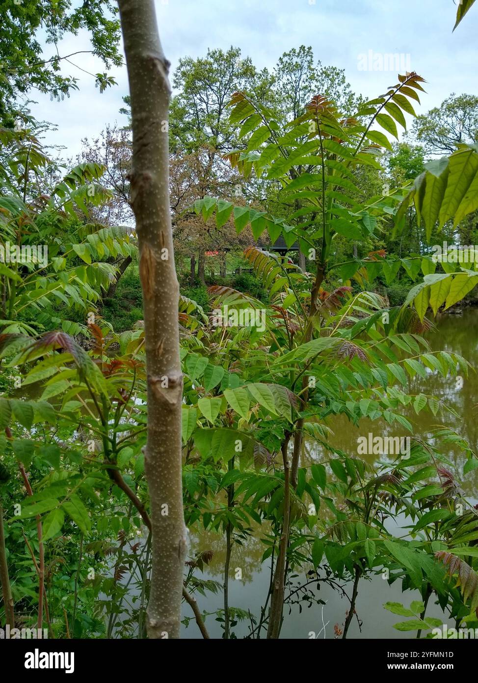 tree-of-heaven (Ailanthus altissima Stock Photo - Alamy